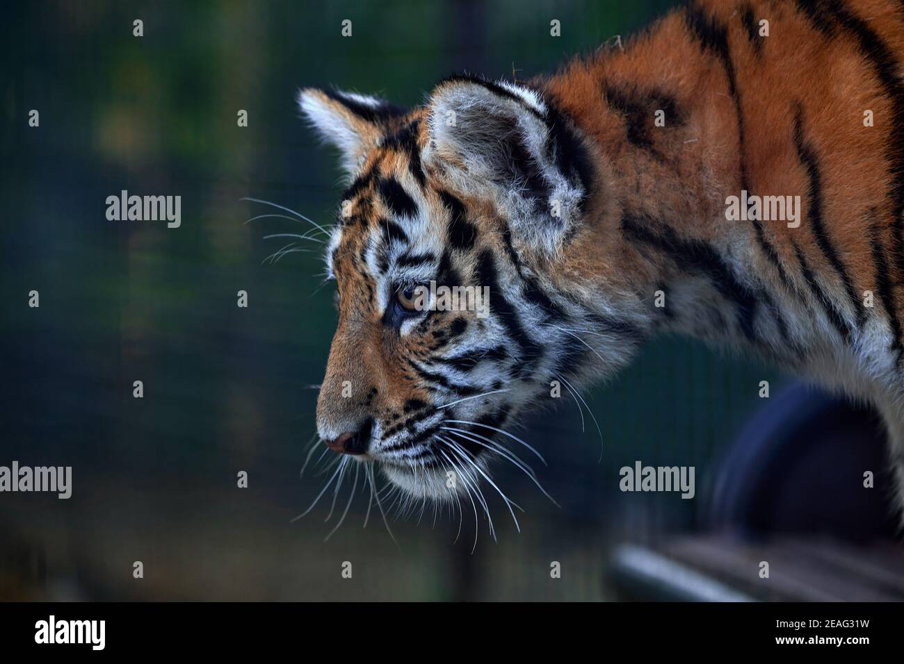 Pretty Tiger cub portrait. Tiger playing around (Panthera tigris Stock ...