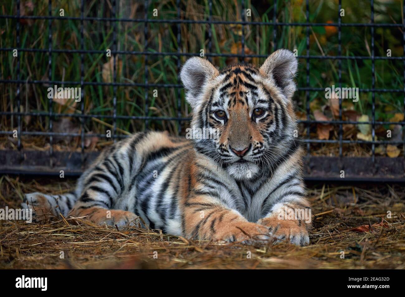 Pretty Tiger cub portrait. Tiger playing around (Panthera tigris Stock ...