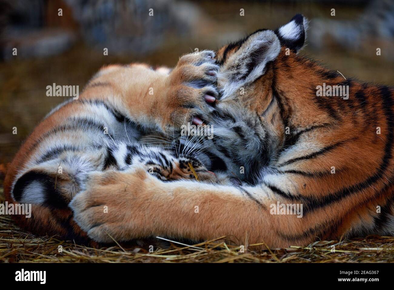 Little tiger cubs playing. young Tiger Stock Photo - Alamy