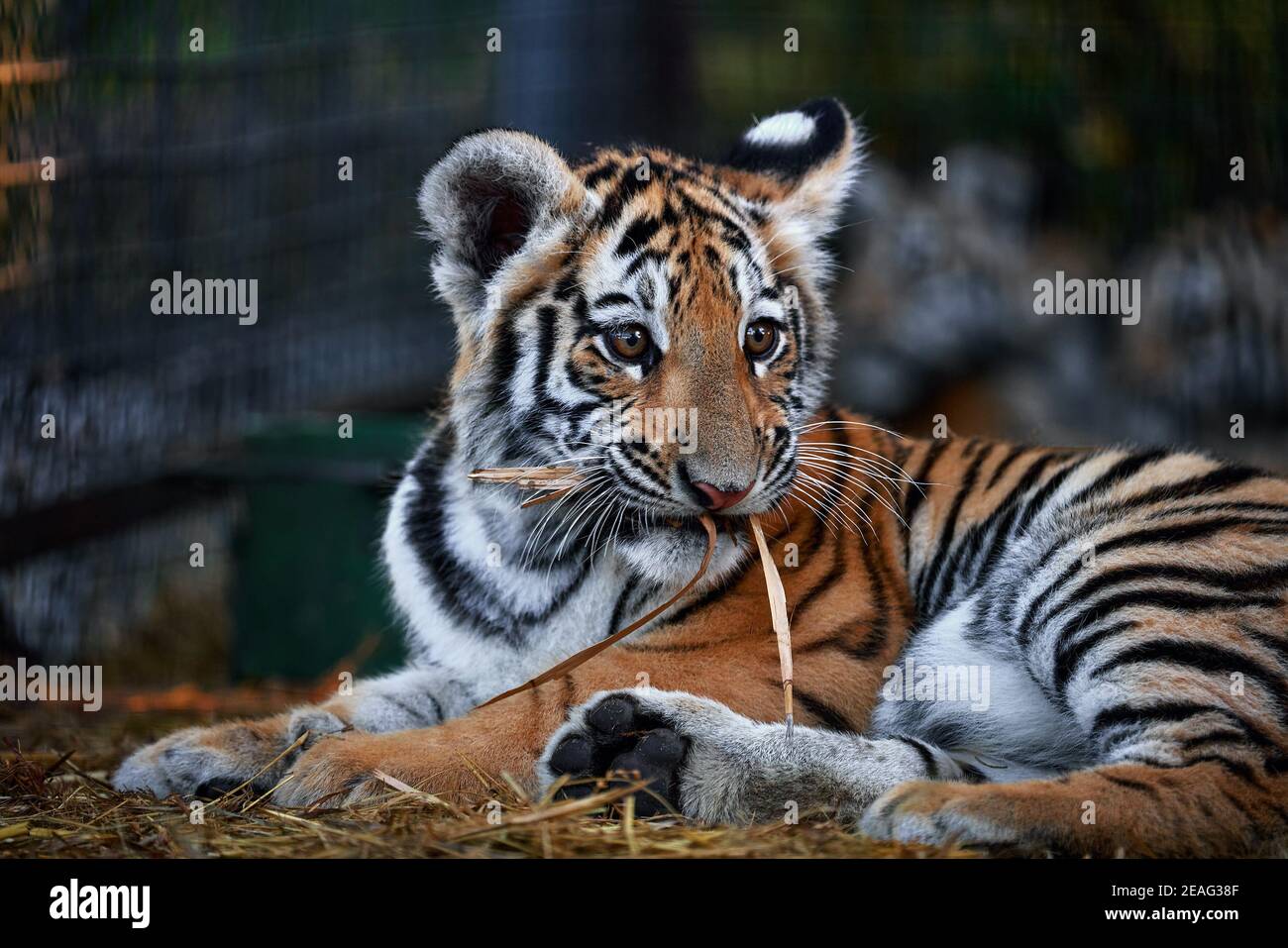 Little tiger cubs playing. young Tiger Stock Photo - Alamy