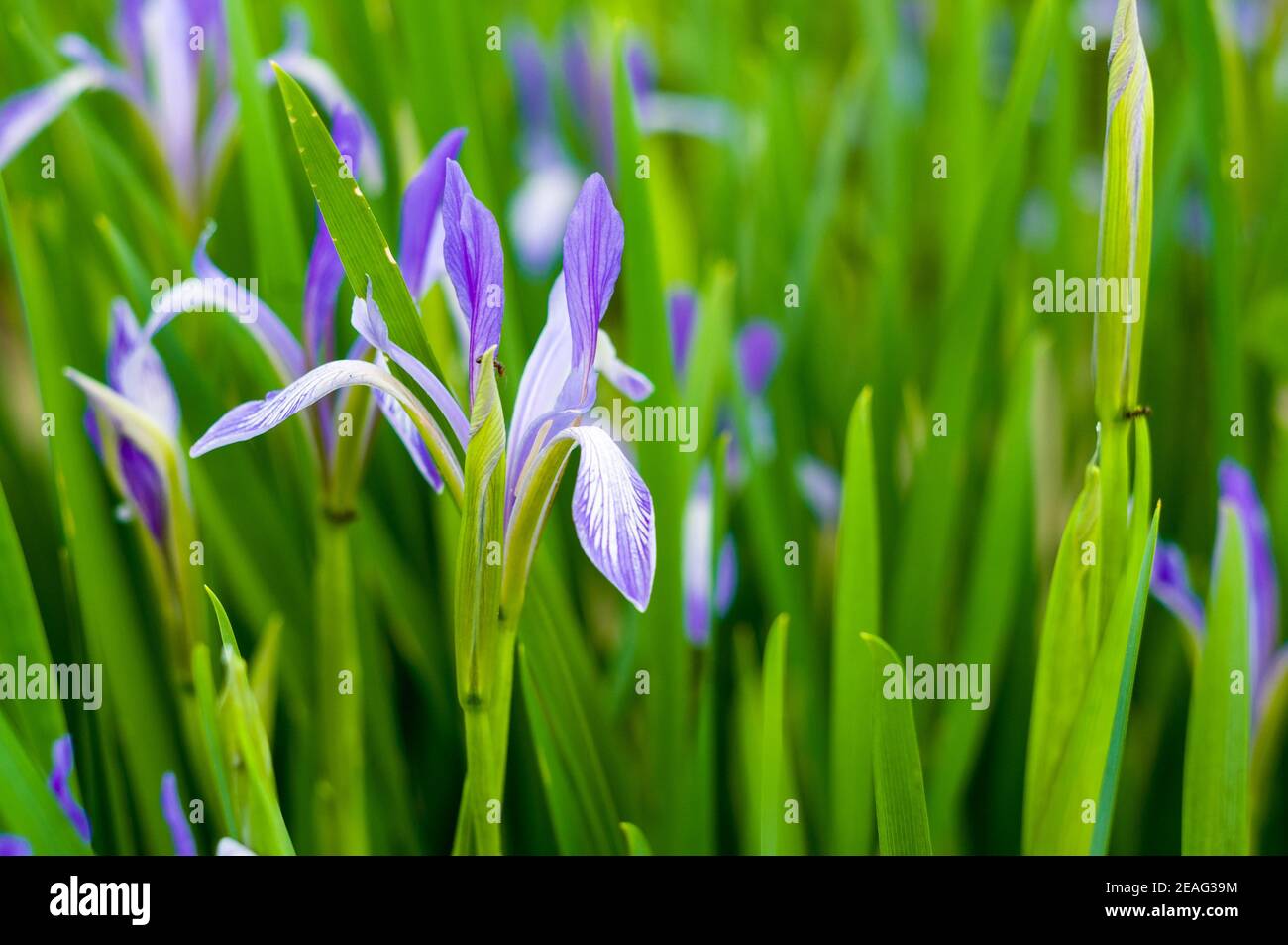 Blooming purple irises in early spring, warm sunny day, bright ...