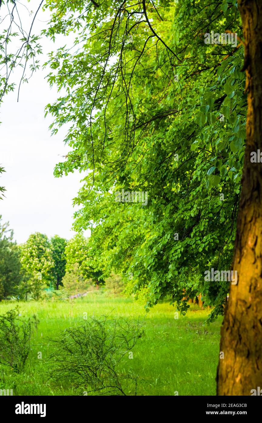 Spring landscape - bright green trees with young foliage on a bright ...