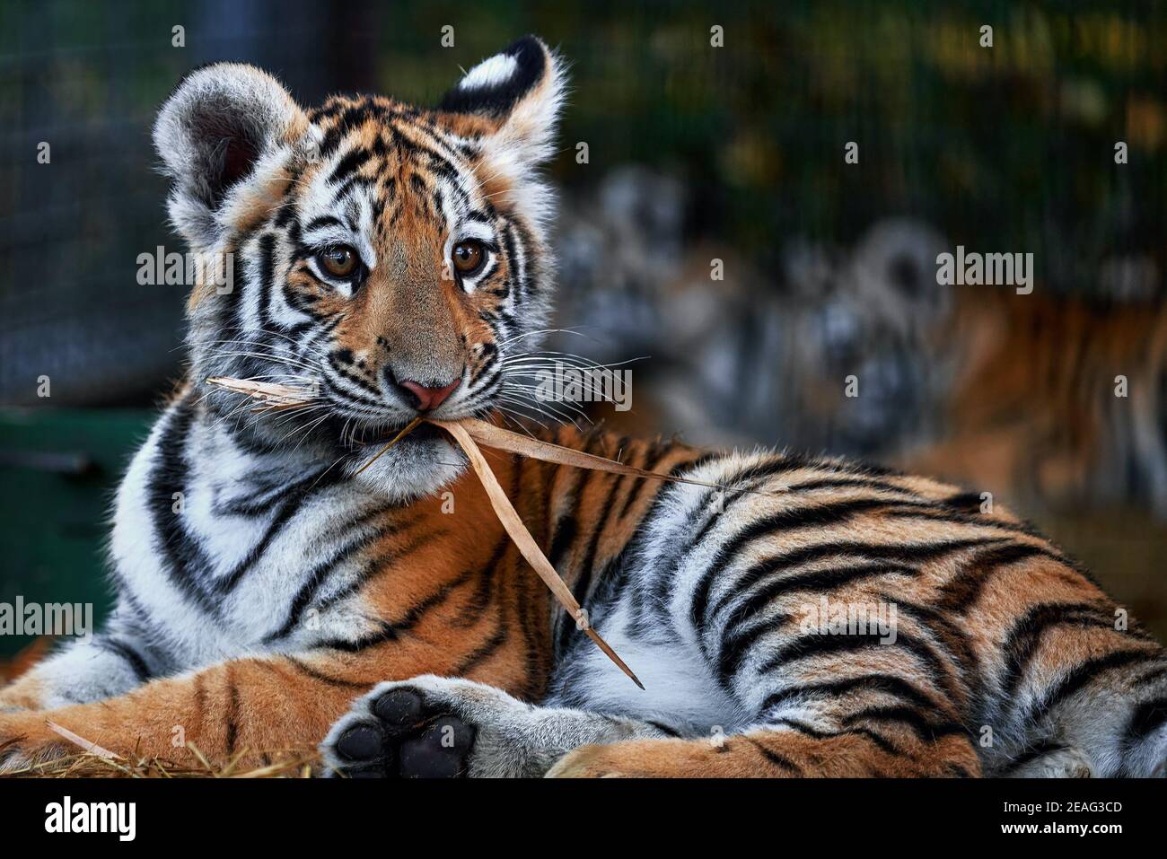 Little tiger cubs playing. young Tiger Stock Photo - Alamy