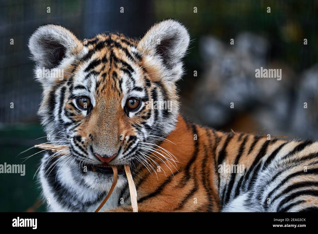 Little tiger cubs playing. young Tiger Stock Photo - Alamy