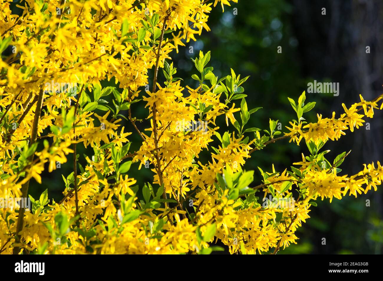 A large bush of bright yellow flowers of the Forsythia plant, Easter ...