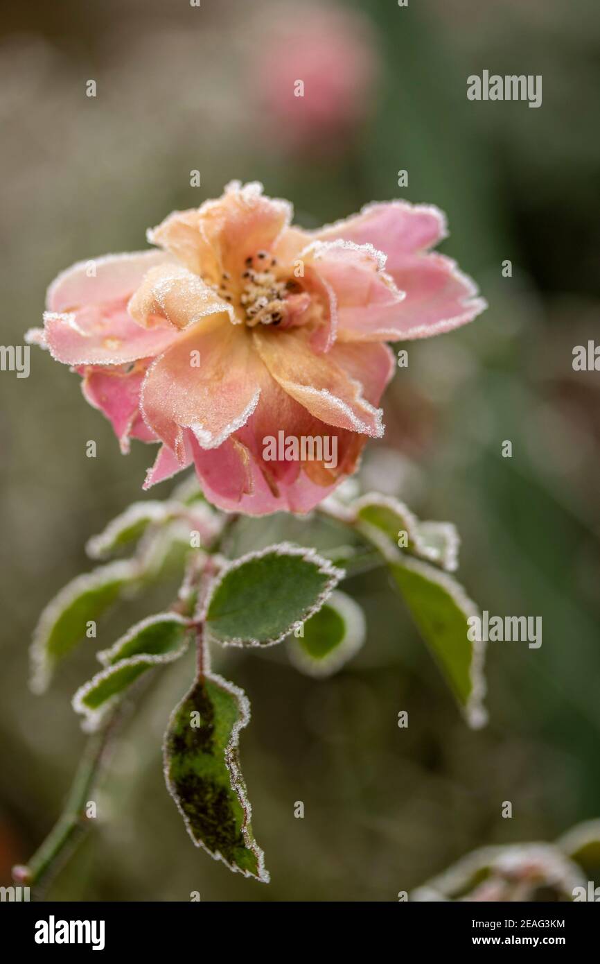 Last pink rose of the season caught by deep night frost, natural ...