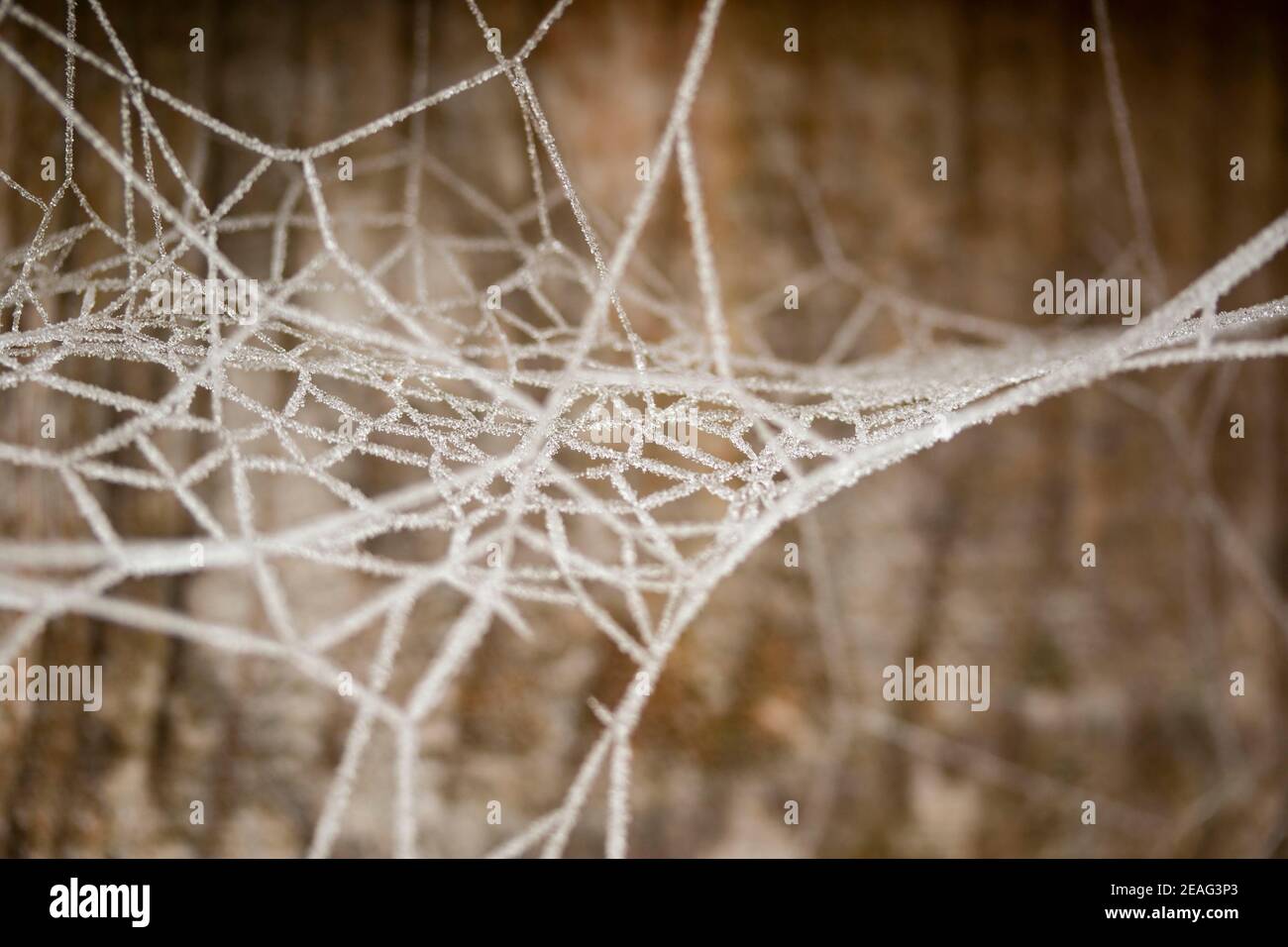 Frosted spider's web showing the structure, patterns and texture of ...