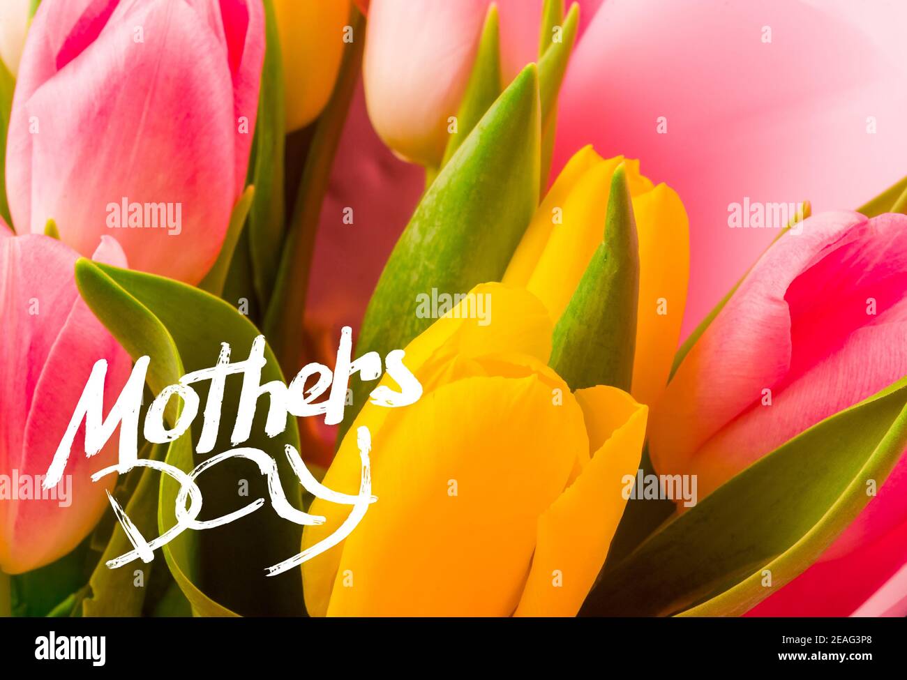 Greeting card - a bouquet of fresh spring pink and yellow tulips ...