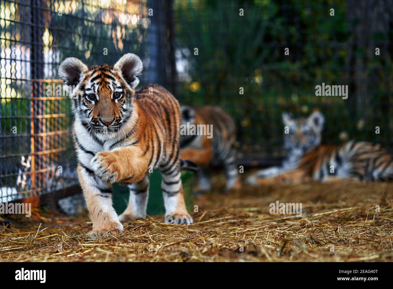Little tiger cubs playing. young Tiger Stock Photo - Alamy