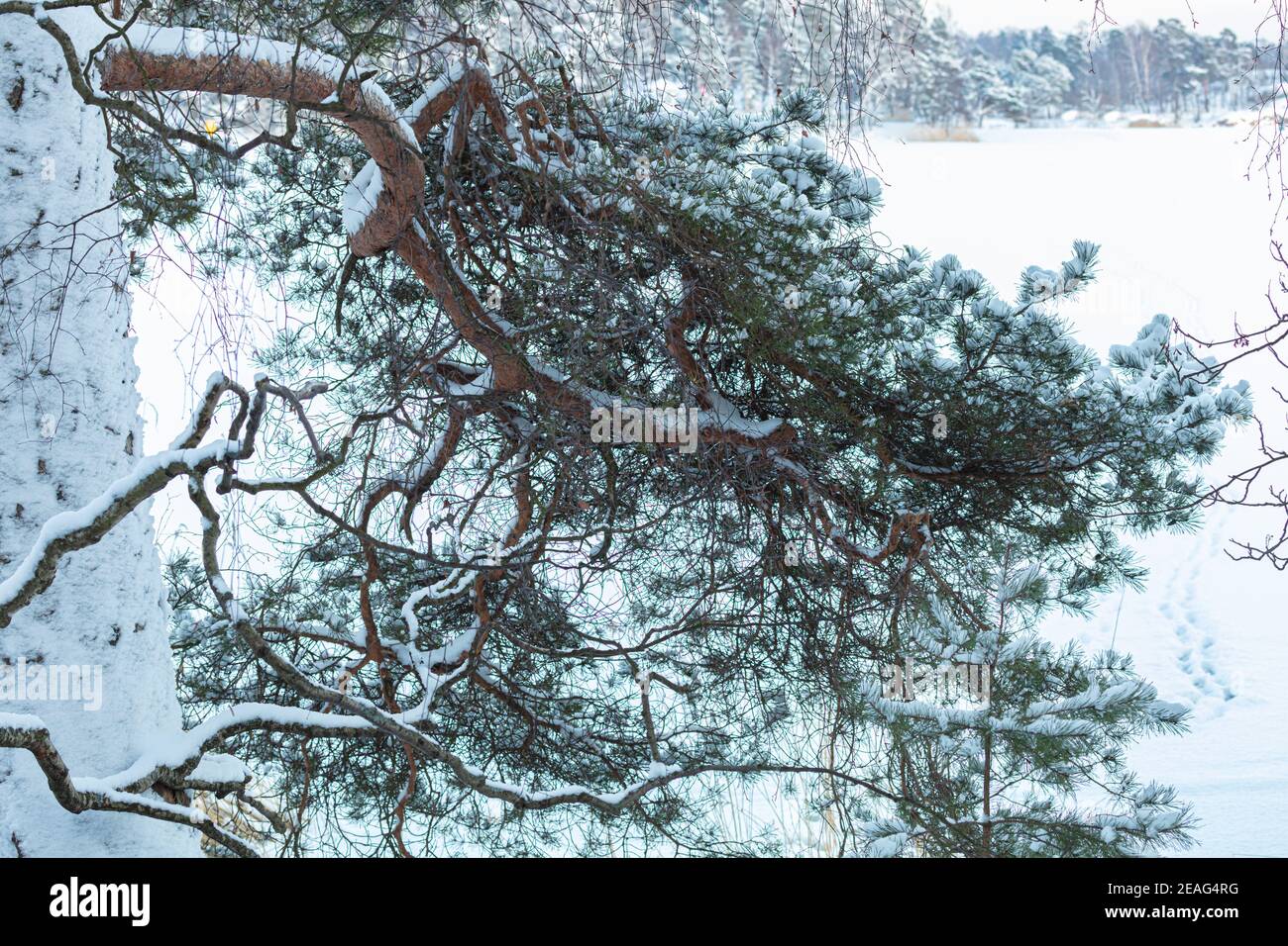Snow-covered pine branches. Winter nature concept. High quality photo ...