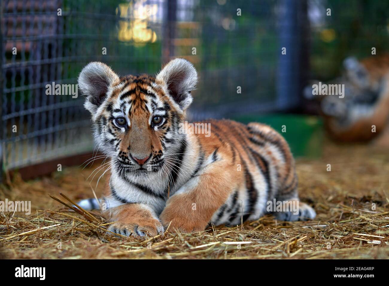 Little tiger cubs playing. young Tiger Stock Photo - Alamy