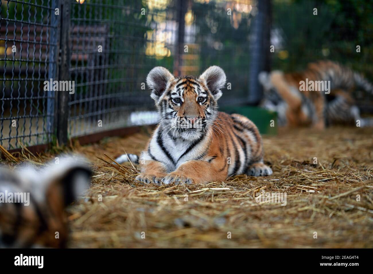 Little tiger cubs playing. young Tiger Stock Photo - Alamy