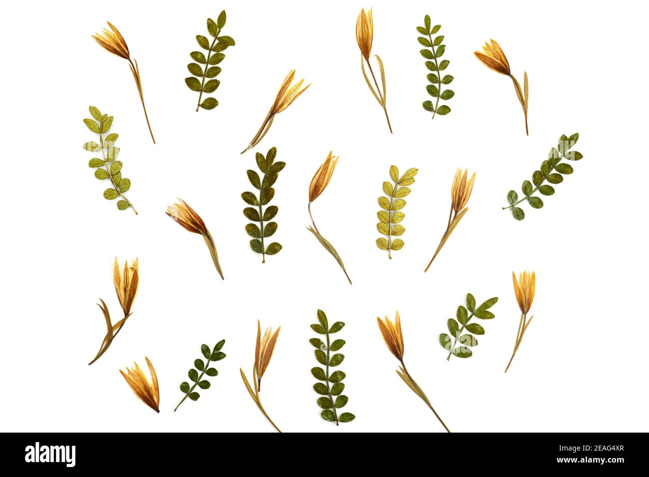 Natural dried flowers pattern on white bakground Stock Photo - Alamy