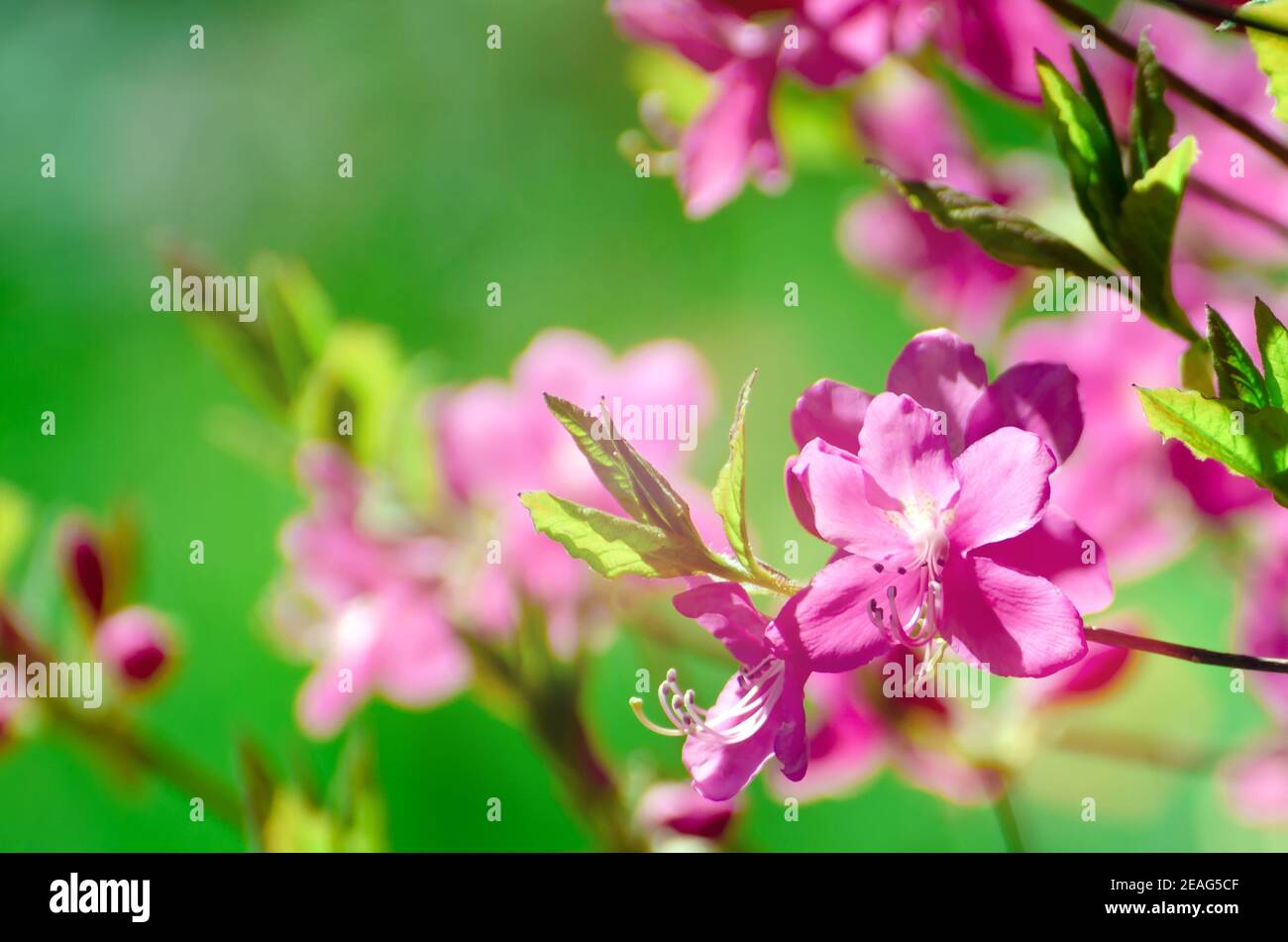 Pink spring flowers in the park shrubs bloom Stock Photo - Alamy