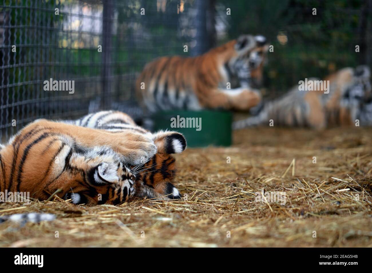 Little tiger cubs playing. young Tiger Stock Photo - Alamy