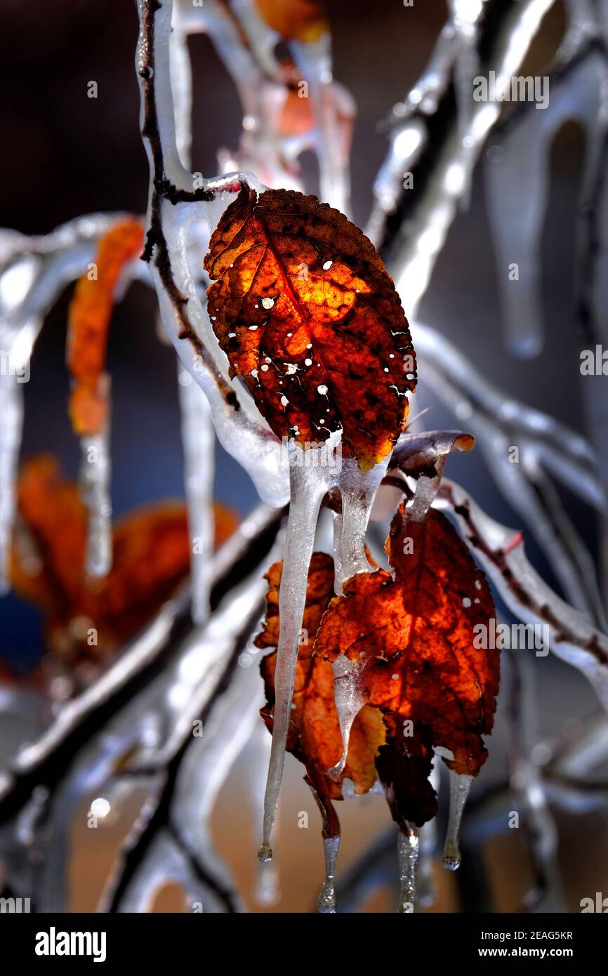 Leaf icicles hi-res stock photography and images - Alamy