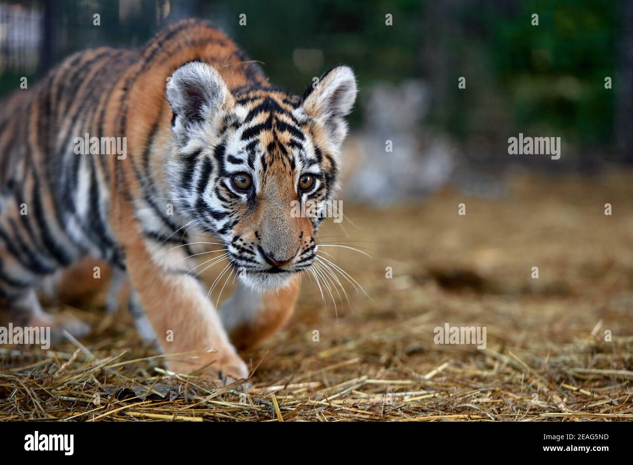 Little tiger cubs playing. young Tiger Stock Photo - Alamy