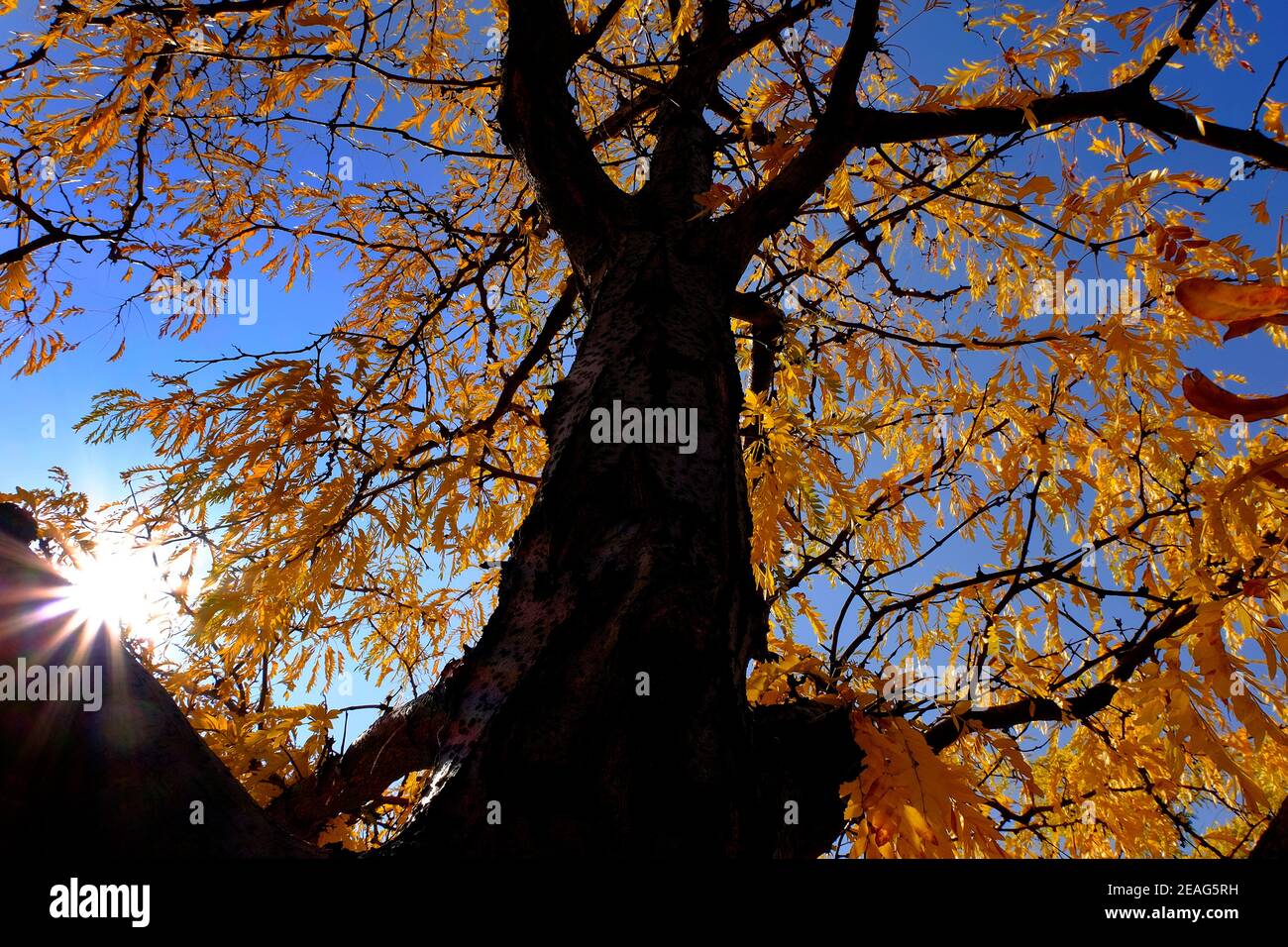 Fall tree and blue sky with sunstar sunshine in autumn Stock Photo - Alamy