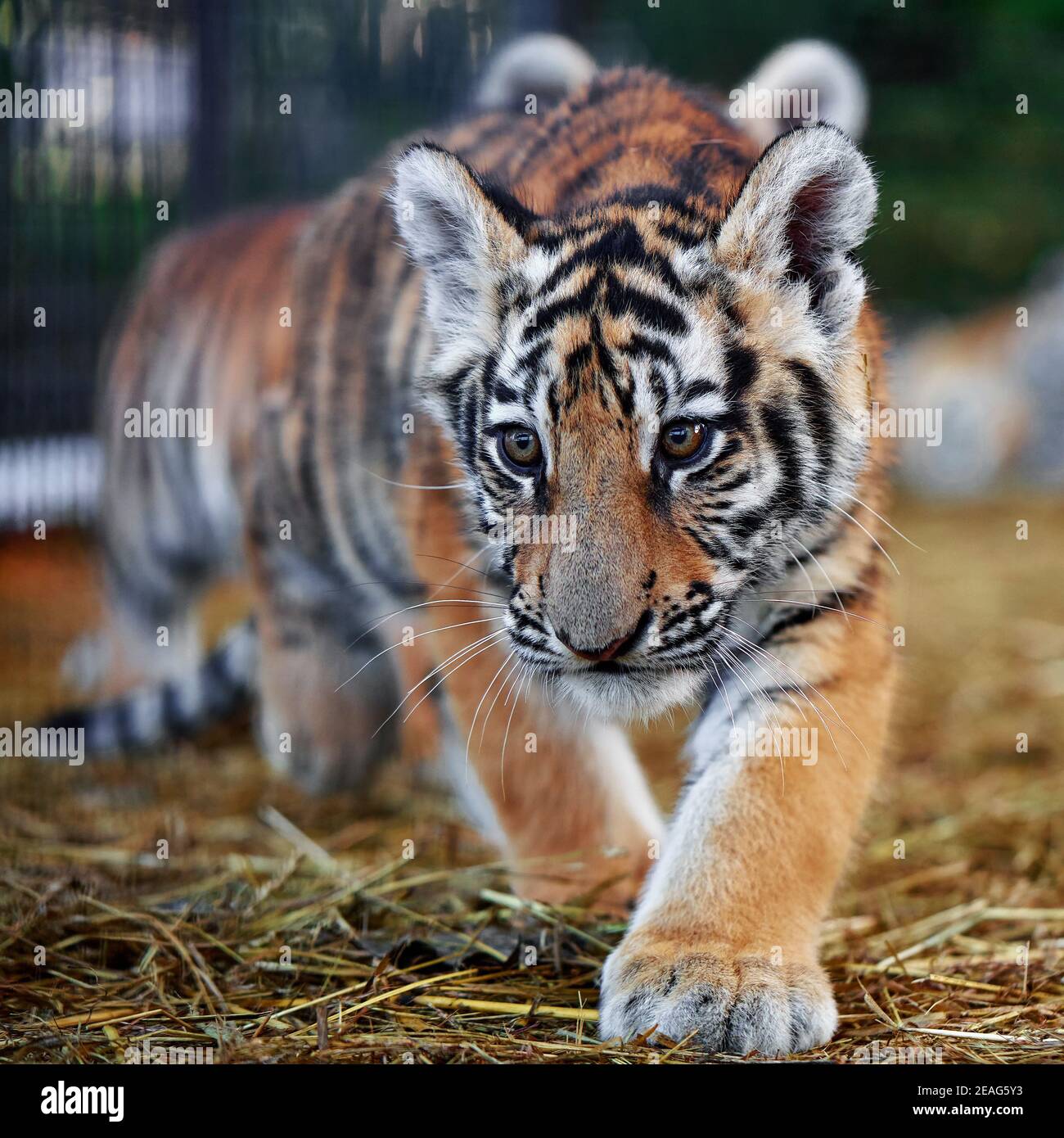 Pretty Tiger cub portrait. Tiger playing around (Panthera tigris Stock ...