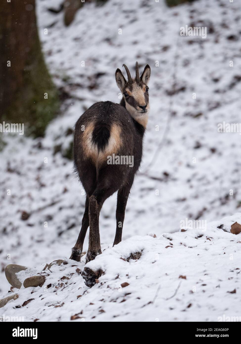 An alpine chamoise in winter in the forest Stock Photo - Alamy