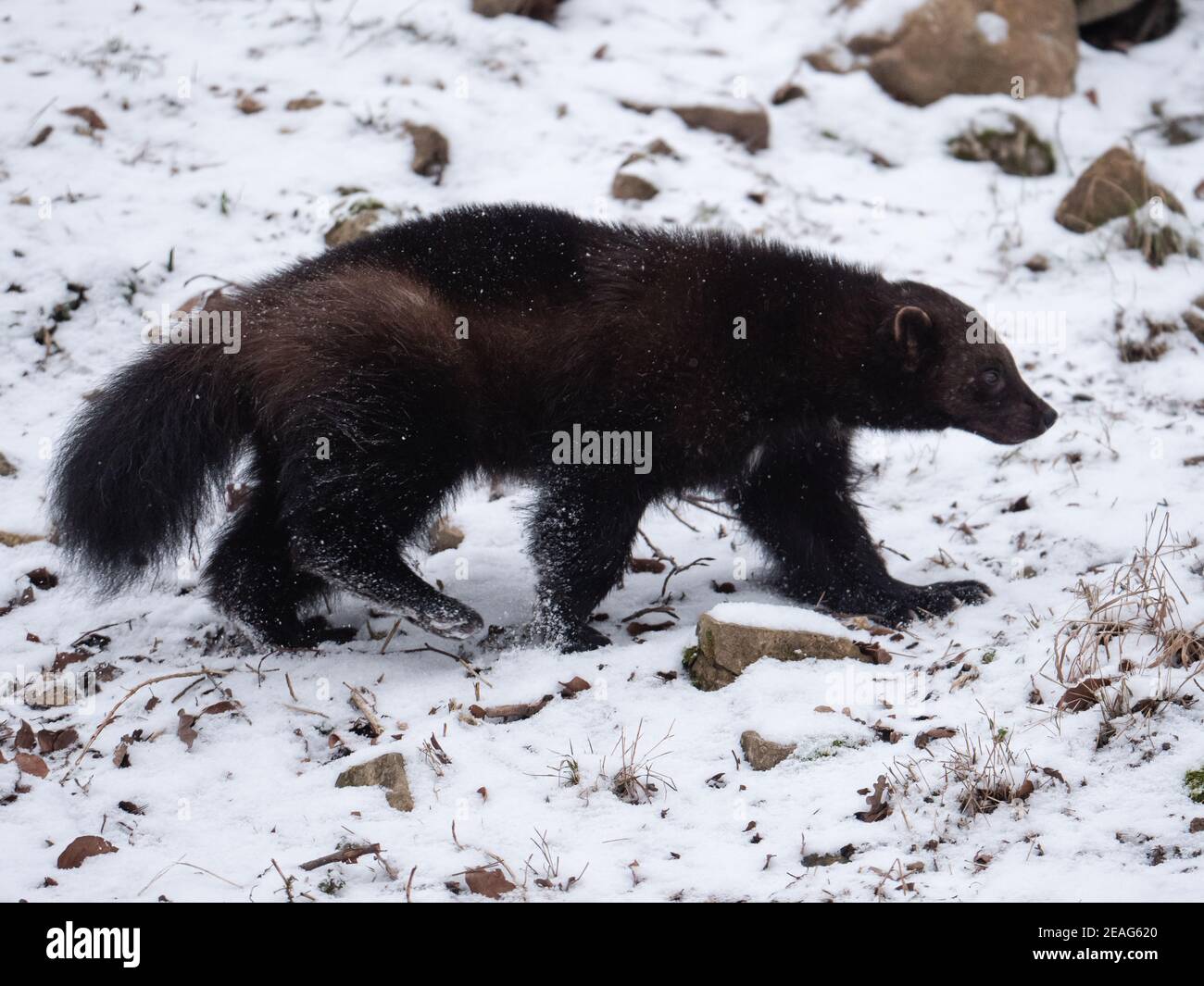 Wolverine animal hi-res stock photography and images - Alamy