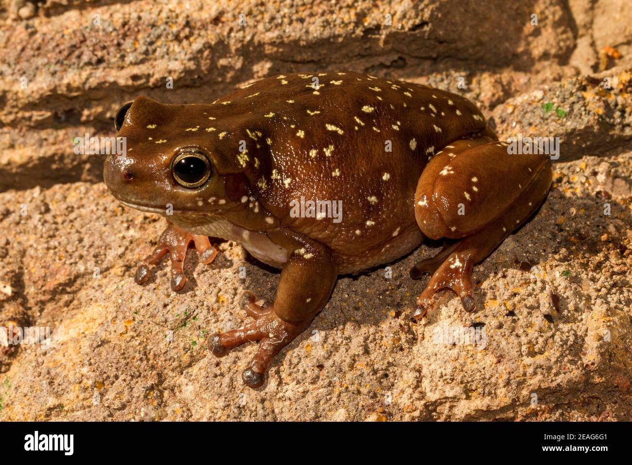 Tree frog on rock hi-res stock photography and images - Alamy
