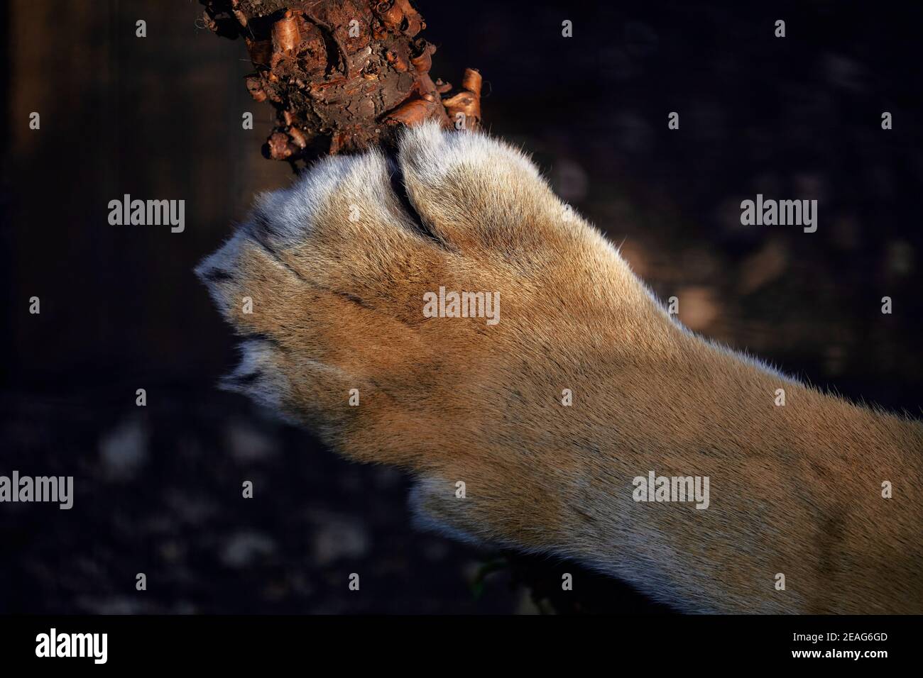 Tiger paw close-up. Big cat paws Stock Photo - Alamy