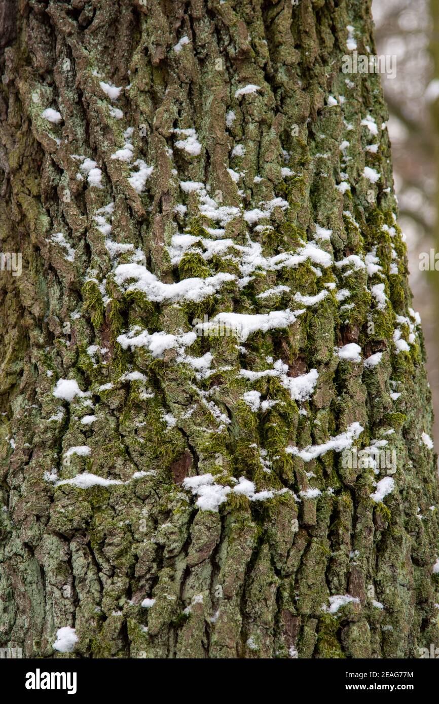 Structured nature hi-res stock photography and images - Alamy