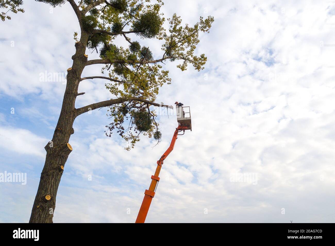 Two service workers cutting down big tree branches with chainsaw from ...