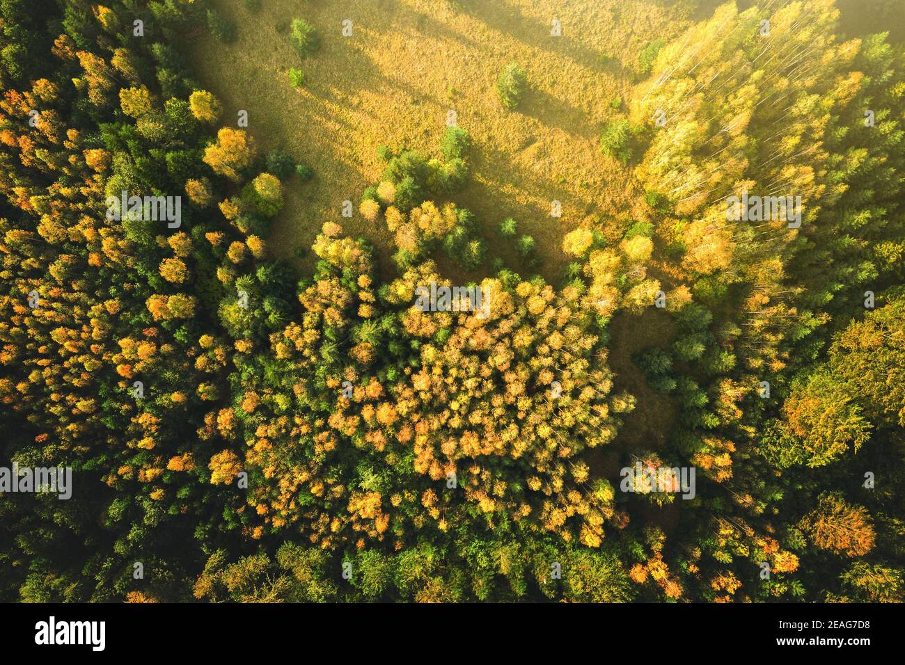 Top down aerial view of bright green spruce and yellow autumn trees in ...