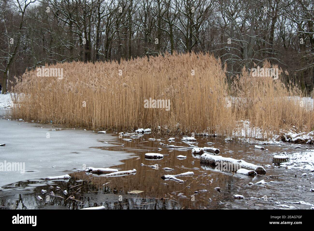 Frost reed hi-res stock photography and images - Alamy