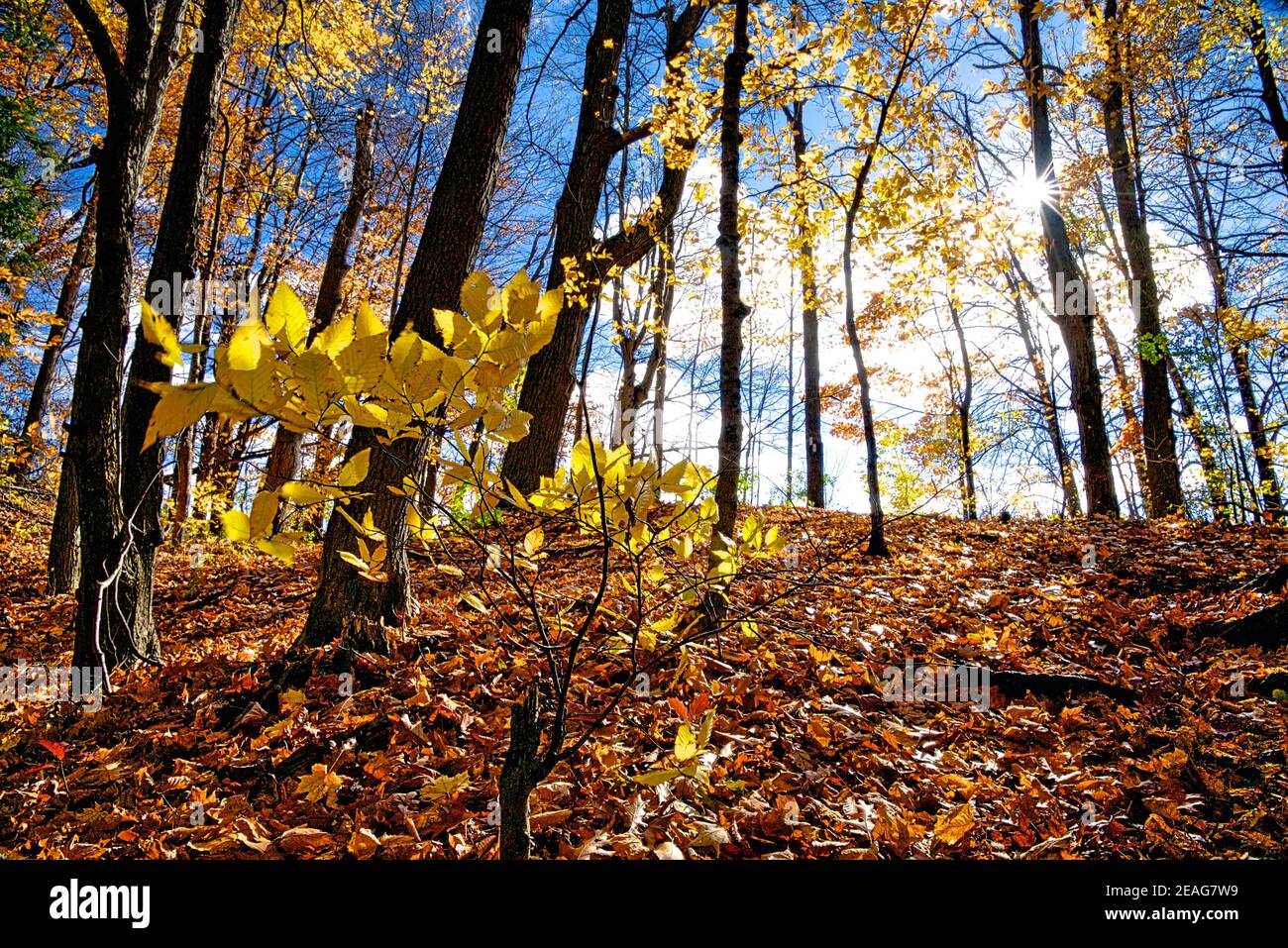 Yellow oak tree leaves with lens-flare in the forest Stock Photo - Alamy
