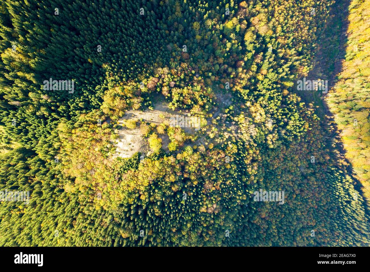 Top down aerial view of bright green spruce and yellow autumn trees in ...