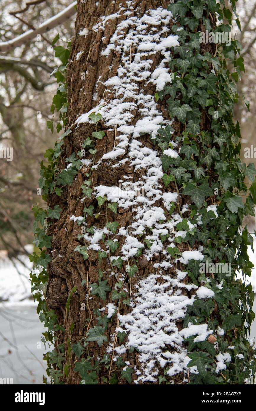 Tree covered with snow Stock Photo - Alamy