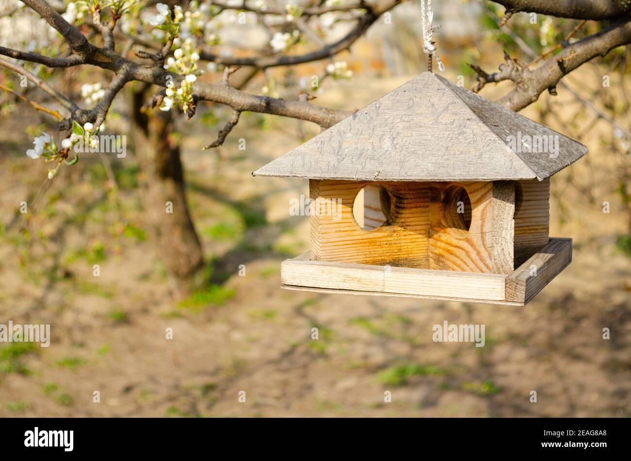 Bird feeder hanging on a branch in a spring park, helping birds and ...
