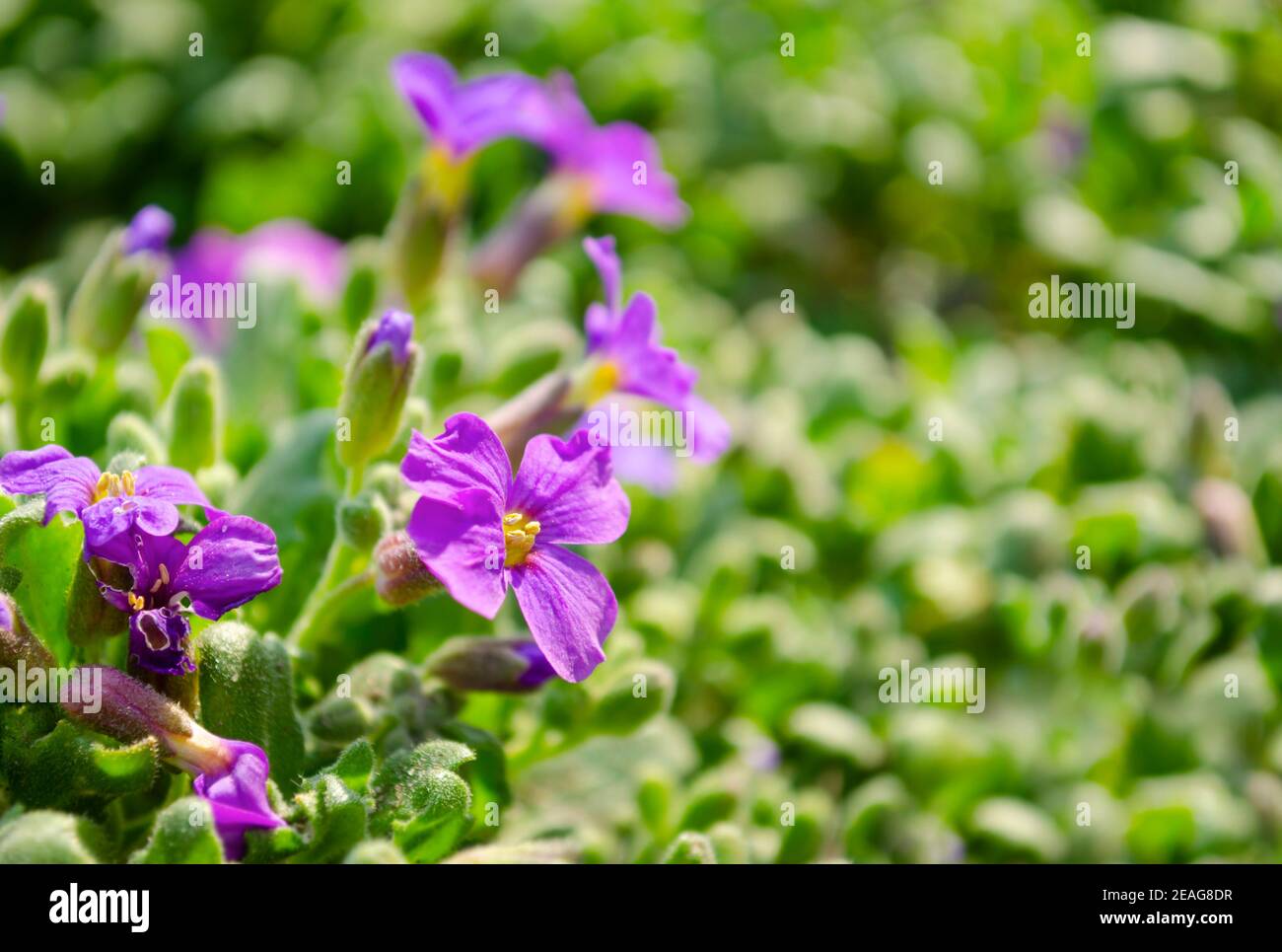 purple flowers in wild nature Stock Photo - Alamy