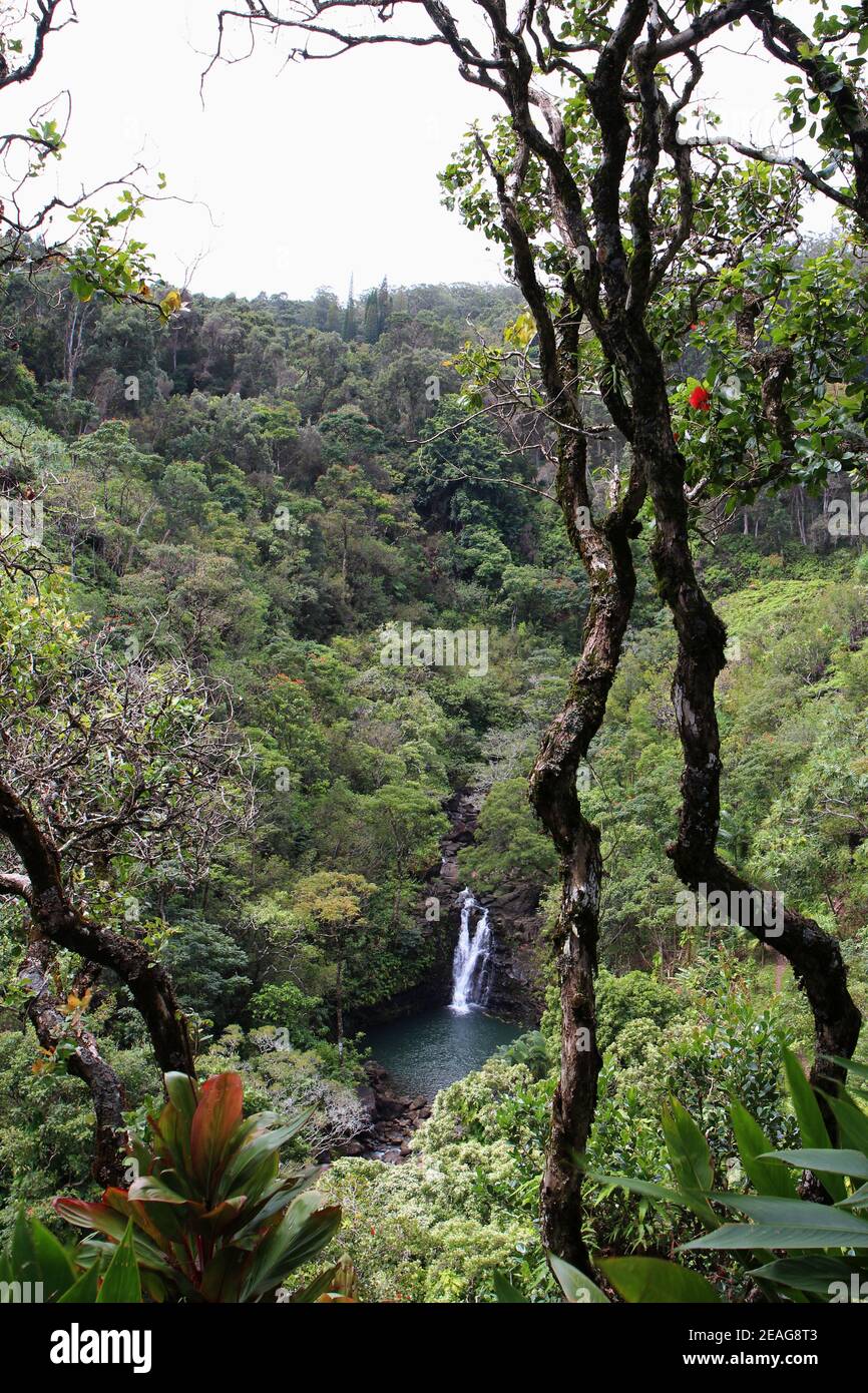 Peering through trees looking down to a waterfall and small lake in the ...
