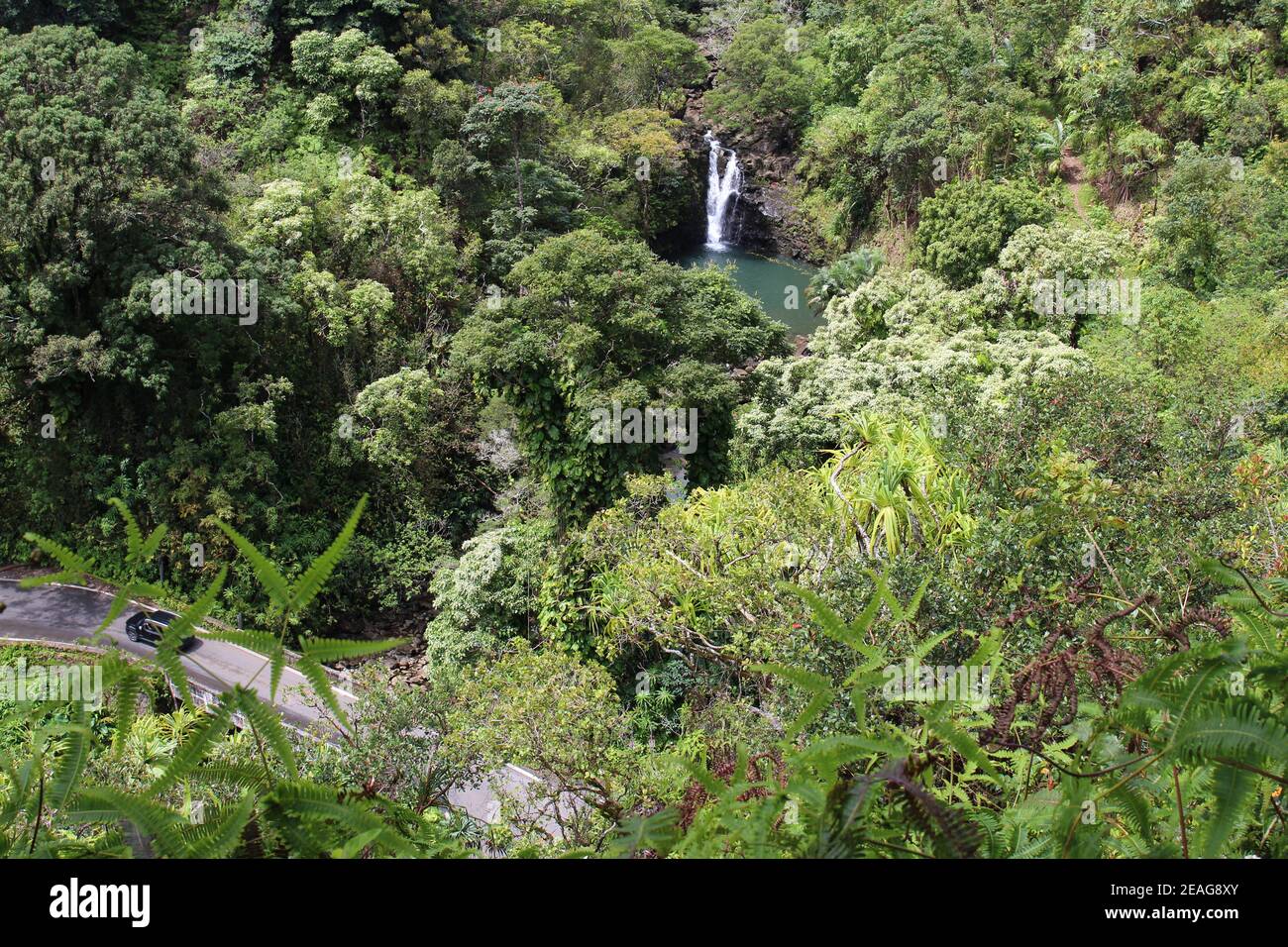 Peering through trees looking down to a waterfall and small lake in the ...