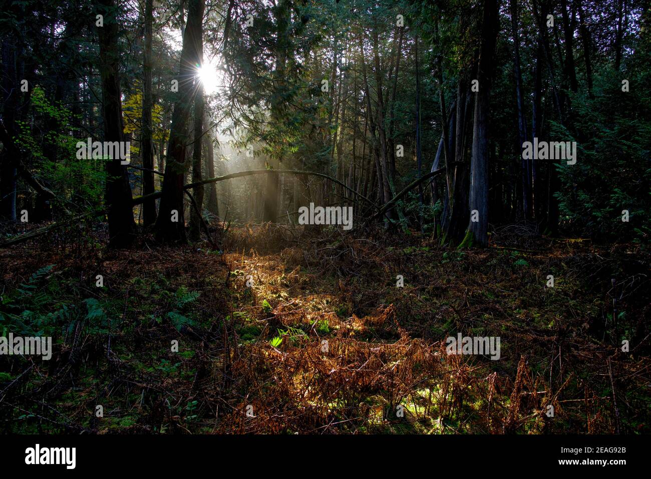 Light and shadow in forest hi-res stock photography and images - Alamy