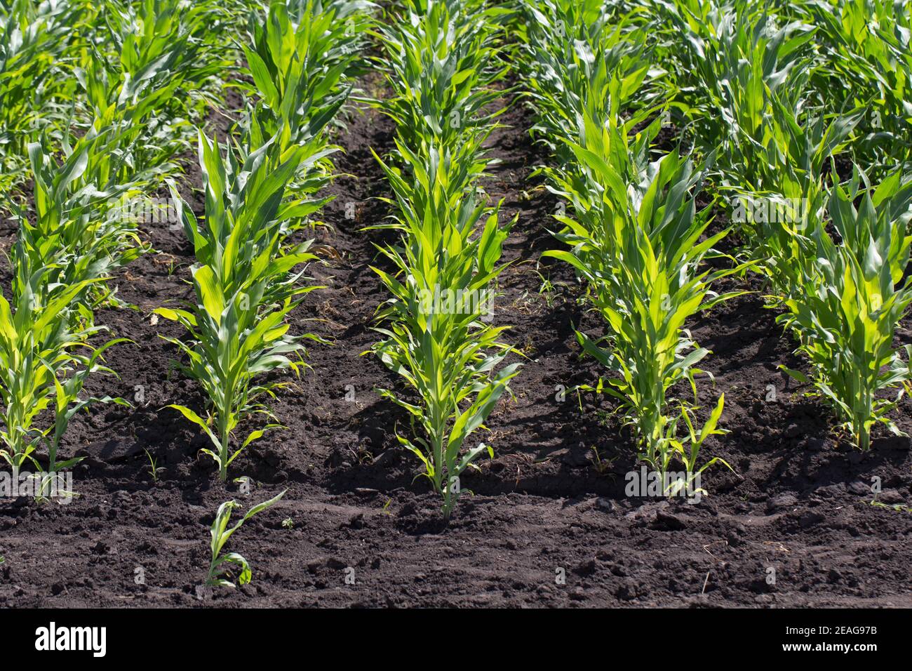Green field of young corn with clean rows Stock Photo - Alamy
