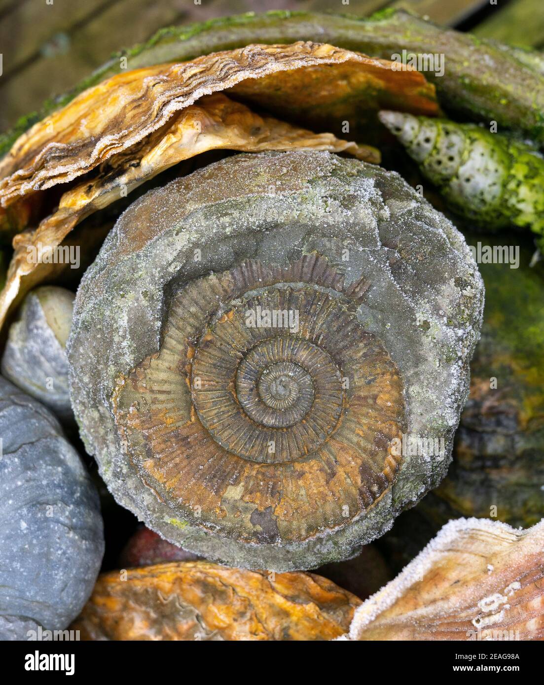 Ammonite species fossil fossils hi-res stock photography and images - Alamy