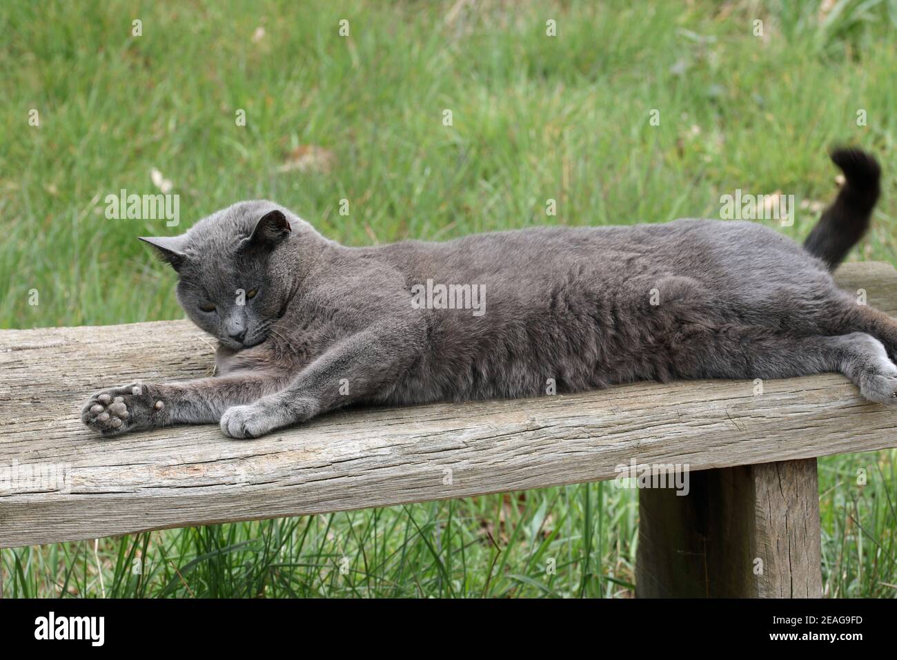 Grey cat lying down on a rustic wooden plank seat with a tall grass ...