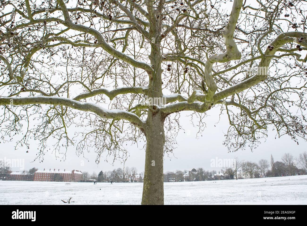Tree with snow on its branches Stock Photo - Alamy