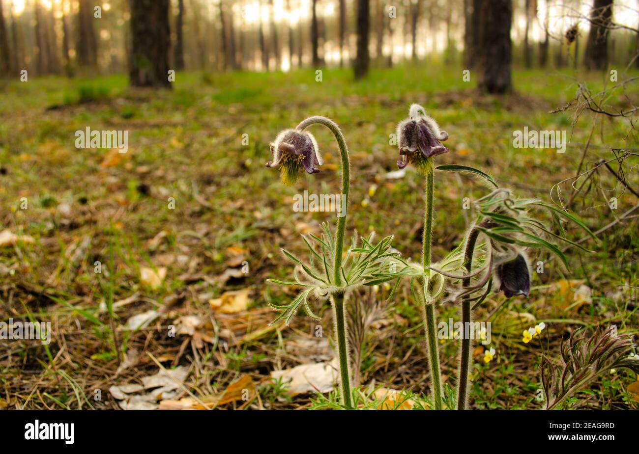 Hairy stalk hi-res stock photography and images - Alamy