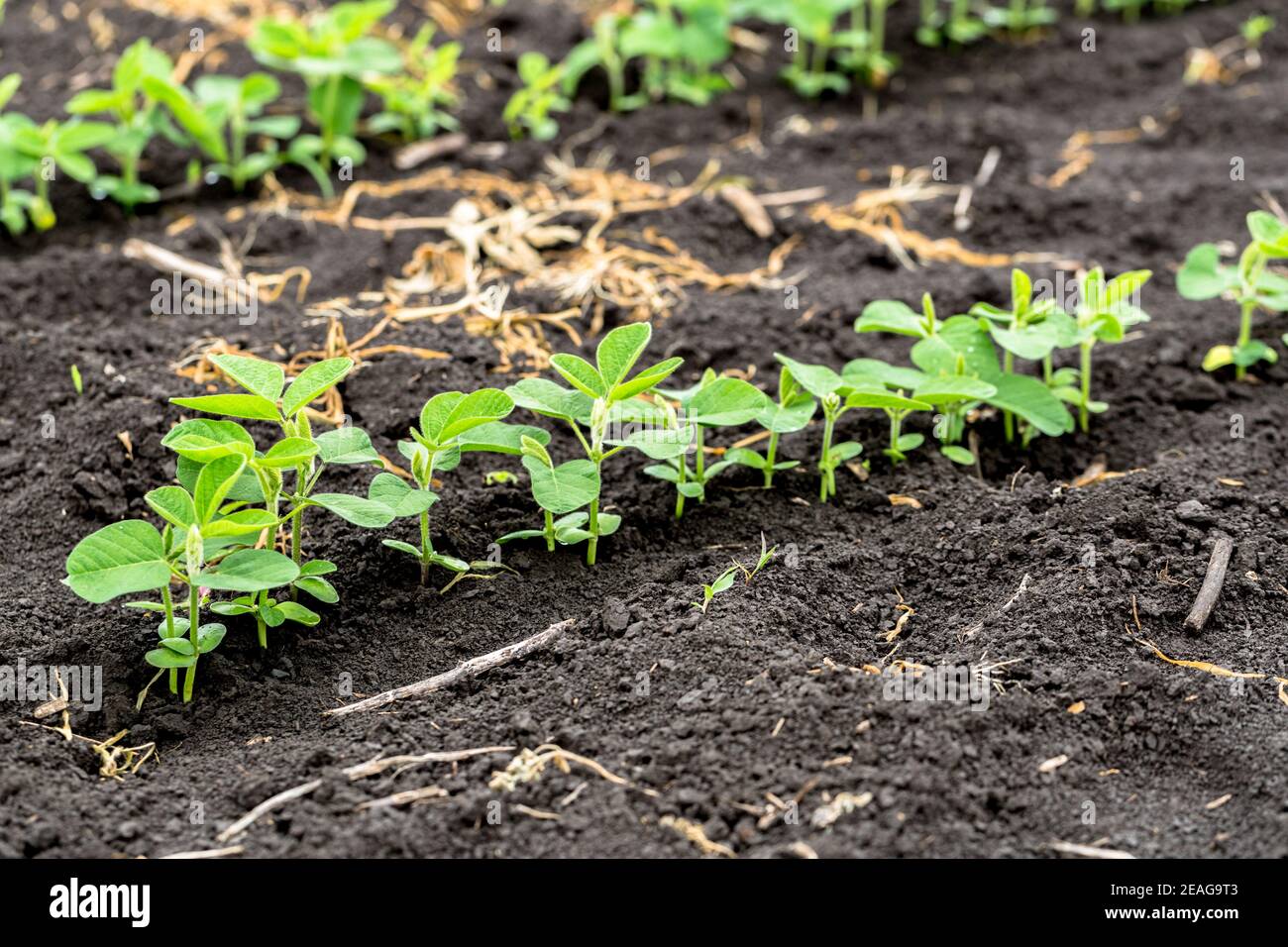 Soy shoots hi-res stock photography and images - Alamy