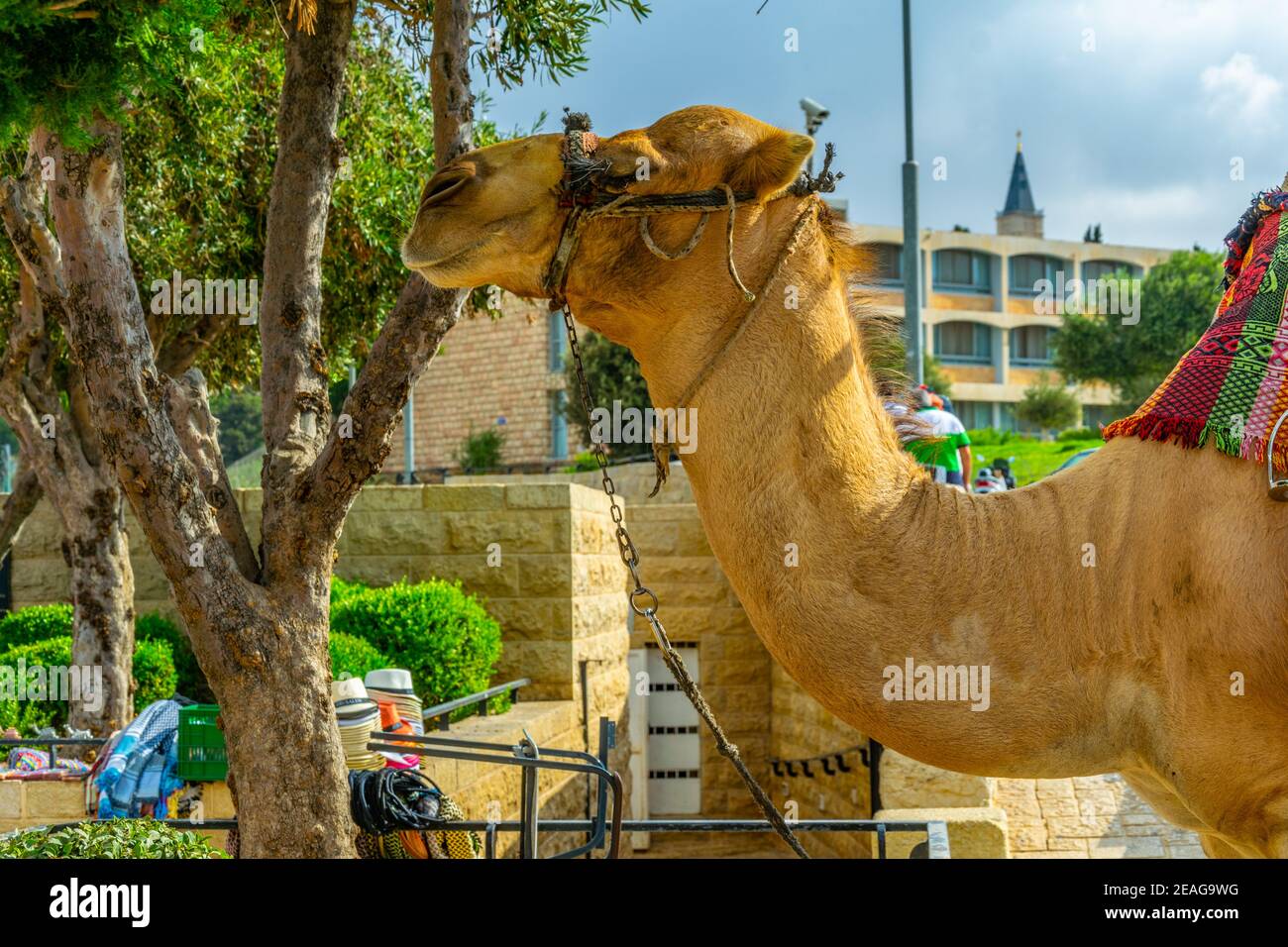 Camel on mount of olives in Jerusalem, Israel Stock Photo - Alamy