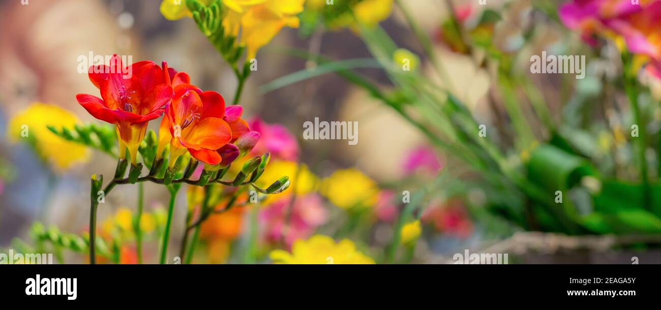 Fresh red and orange freesia flower over defocused banner background ...