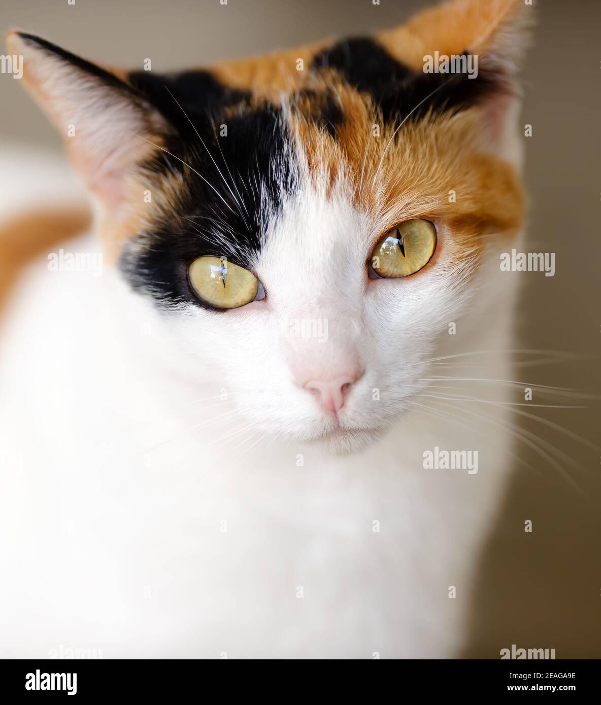 Tortoise shell cat hi-res stock photography and images - Alamy