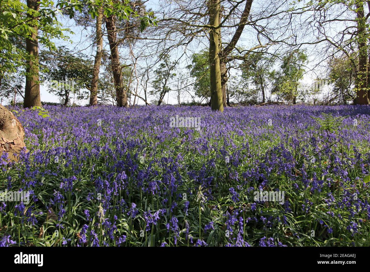 Conifer and broadleaf woodland hi-res stock photography and images - Alamy
