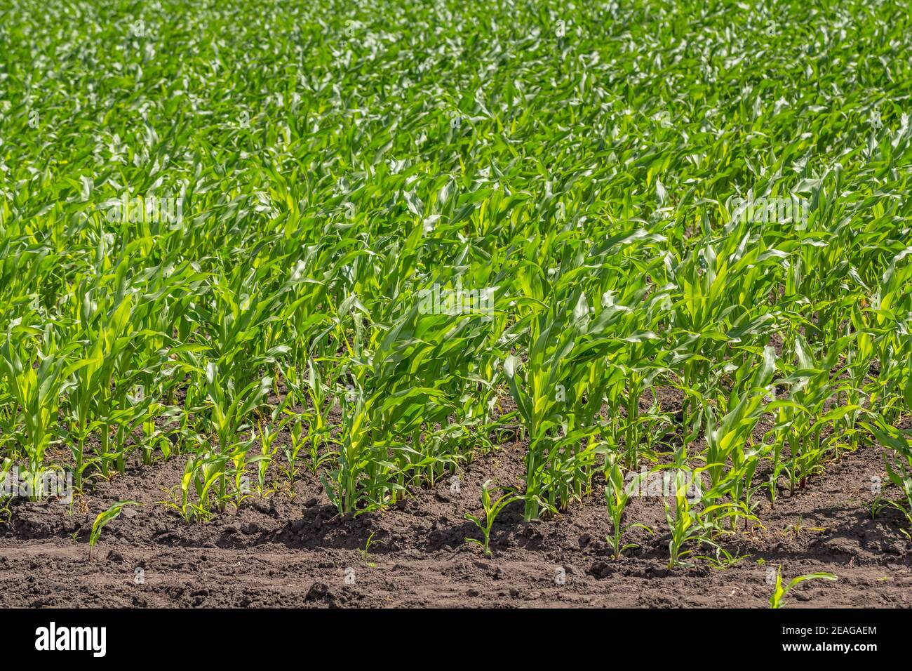Green field of young corn with clean rows Stock Photo - Alamy